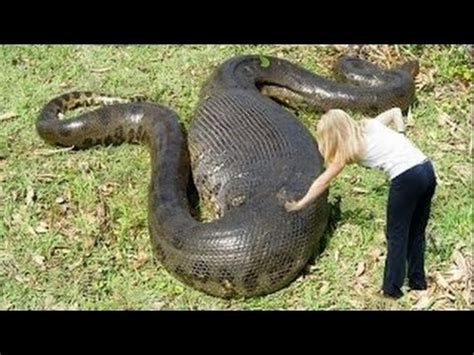 Biggest Snakes In The World Found Alive And Caught On Camera Mega