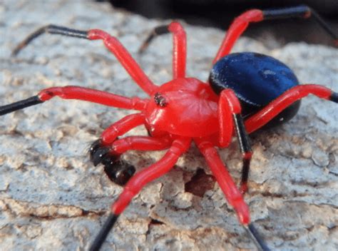 35 Types Of Spiders In Australia Pictures And Identification
