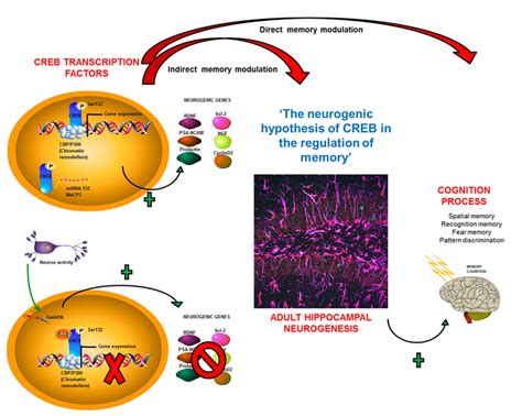 Neurogenic Hypothesis For CREBs Role In The Regulation Of Memory A Download Scientific