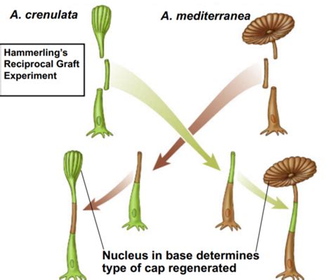 Discovery Of Dna Chap 14 Lect 35 Flashcards Quizlet