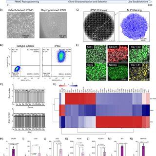 Pdf Suspension Culture Improves Ipsc Expansion And Pluripotency Phenotype