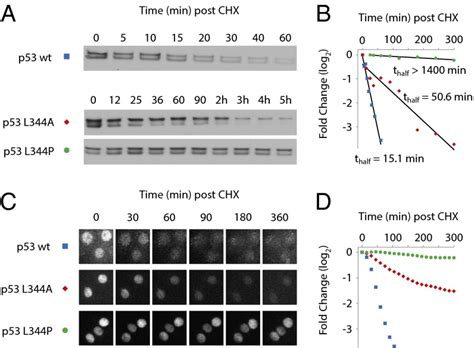 Activation And Control Of P53 Tetramerization In Individual Living Cells Pmc