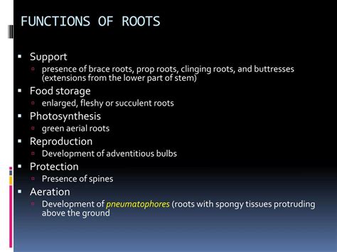 PPT EXTERNAL STRUCTURE OF ROOTS PowerPoint Presentation Free Download ID