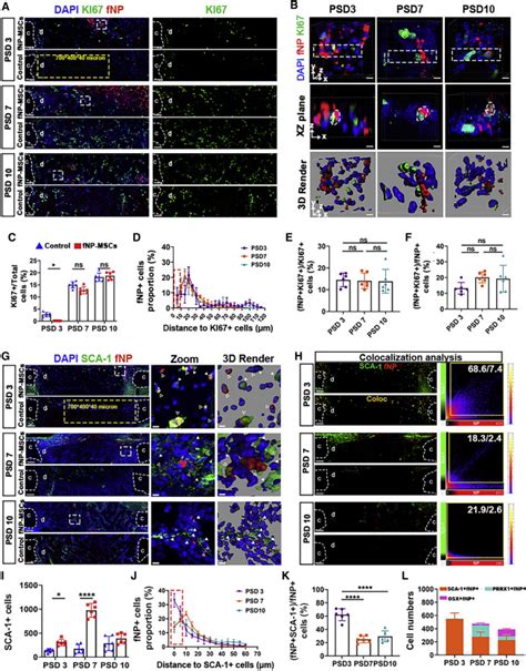 Single Cell Spatiotemporal Analysis Reveals Cell Fates And Functions Of Transplanted Mesenchymal