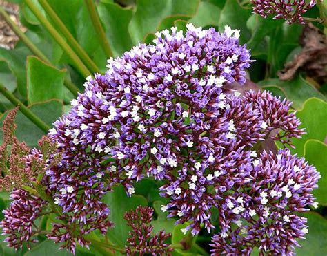 Mediterranean Garden Society The Mgs Seed List