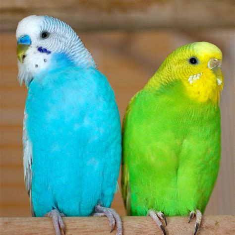 Diferentierea Perusilor Dupa Sex Maxi Petro