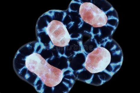 人细胞染色体和端粒图片 包图网企业站