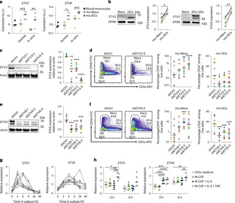 etv3 and etv6 are essential for mo dc differentiation a relative