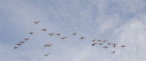 Migrating Vue 2 To Vue 3