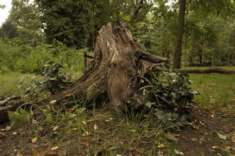 Mip Splatting Viewer Examples