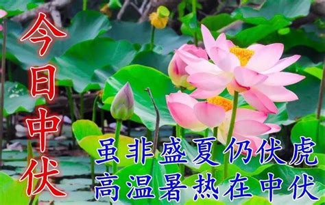 中伏图片早上好 中伏早晨好图片 2 配图网