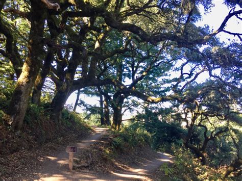 Photographing Windy Hill Trails During The Fall Inmenlo