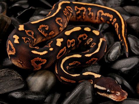 Dollzis Black And Yellow Ball Python