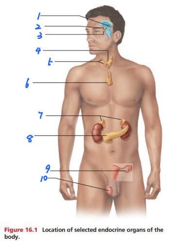 Endocrine Lymph Lab Quiz Flashcards Quizlet