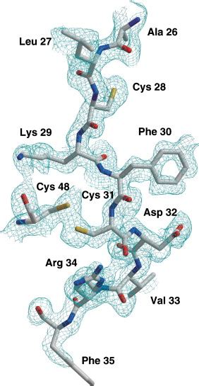 The 1 1 Å Crystal Structure Of Human Tgf β Type Ii Receptor Ligand Binding Domain Structure