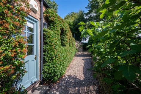 Box Tree Box Tree In Matlock