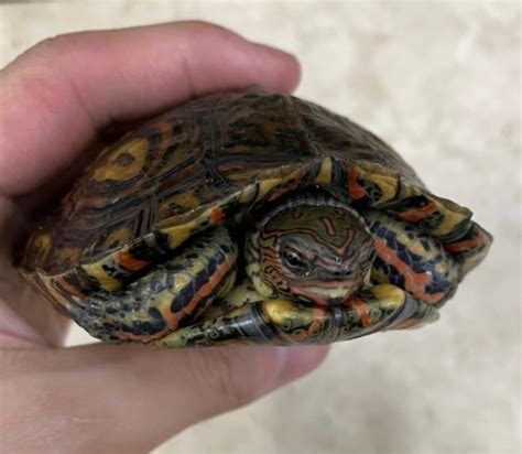 相生本店6896 コスタリカアカスジヤマガメ 10cm 爬虫類小動物の買取販売 ルームズー
