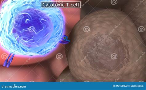 3D Medical Illustration Of T Cells Helper T Cell And Cytotoxic T Cell