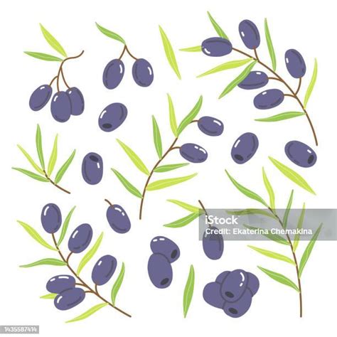 검은 색 또는 파란색 올리브 나뭇 가지와 나뭇잎으로 구성된 간단한 귀여운 만화 플랫 스타일로 설정됩니다 흰색 배경에 고립 된 그림 개체 그룹에 대한 스톡 벡터 아트 및 기타