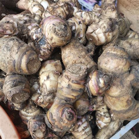 Jual Ganyong Segar 1 Kg Shopee Indonesia