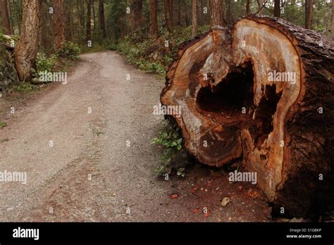 Tree Cut In Half Beautiful West Coast Hiking Stock Photo Alamy