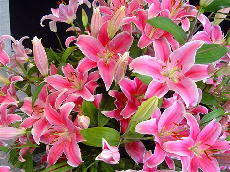 Ini Dia Gambar Bunga Lily Warna Hitam Terpopuler Informasi Seputar