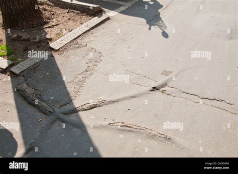 Tree Roots Sidewalk Hi Res Stock Photography And Images Alamy
