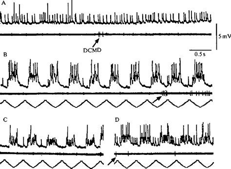 Figure 1 From A Directionally Selective Motion Detecting Neurone In The Brain Of The Locust