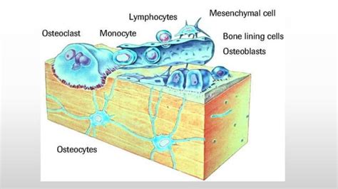 Sex Hormones And Periodontium Its Impact On Oral Diseases Pptx