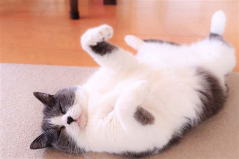 猫はなぜかわいい？子猫から老猫までがかわいい理由を徹底検証！｜