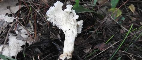 我国发现新物种专家建议不要吃 白盖 鸡油菌 自然保护区
