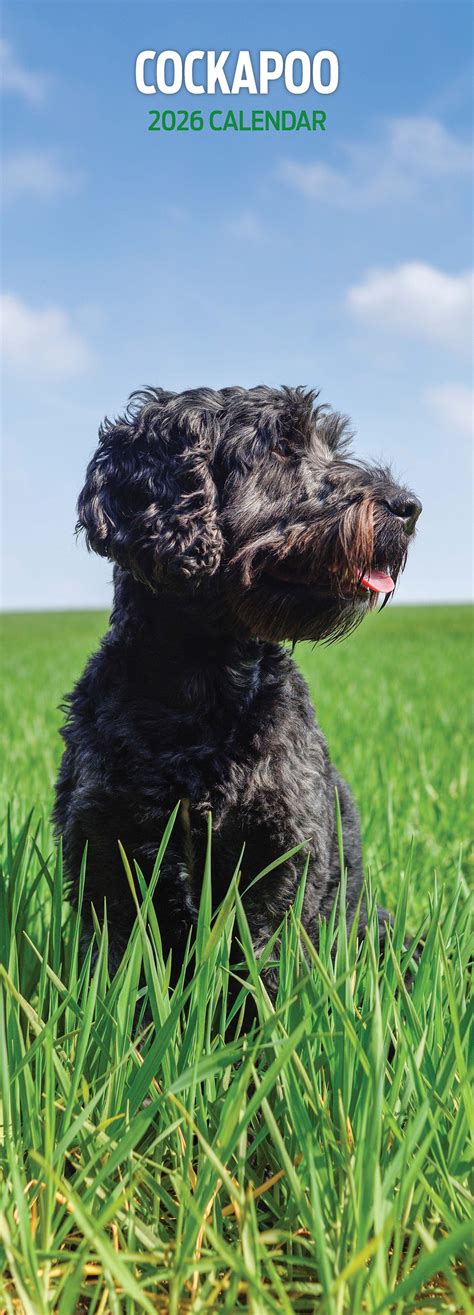 Buy Cockapoo Calendar 2025 Slimline Order Easily Online