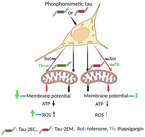 Site‐specific Phosphorylation Of Tau Impacts Mitochondrial Function And