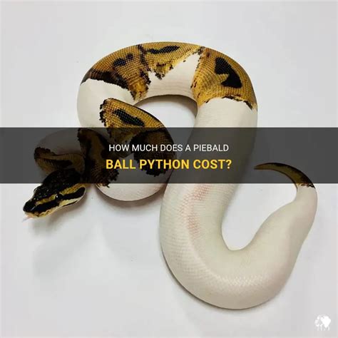 How Much Does A Piebald Ball Python Cost Petshun