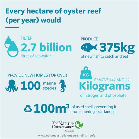 Shellfish Reefs Are Australias Marine Biodiversity Hub