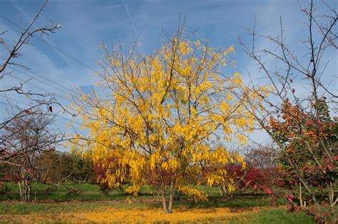 Climate Trees Specials Range Ebben Nurseries