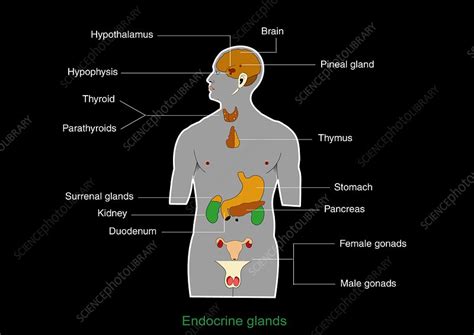 Endocrine System Artwork Stock Image C0089640 Science Photo Library