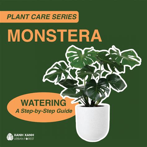 Monstera Watering A Step By Step Guide Xanh Xanh Urban Forest