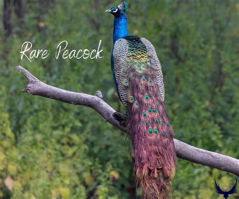 How Much Is A Peacock Bird Cost Peacock Bird Prices 2024