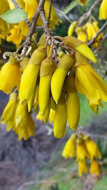 First Ever Blog Plantpedia