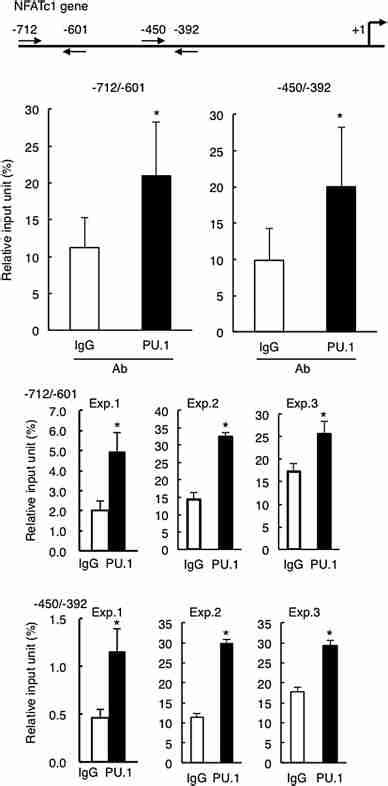 Pu1 Binds To The Nfatc1 Promoter In Osteoclasts Chromosomal Dna Of