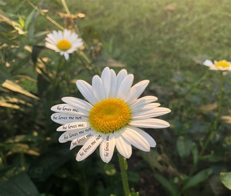 He Loves Me He Loves Me Not… Grace Grits And Gardening Daisy