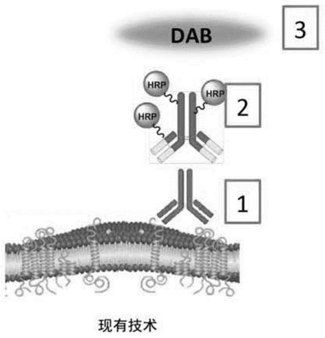 用于定量免疫组织化学的方法和系统与流程 2