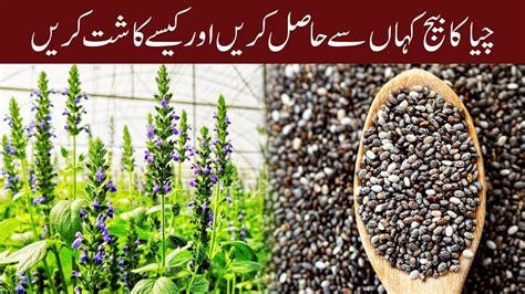 Beej Se Kasht Tak Chia Fasal Ki Jankari Awc Agri Youtube