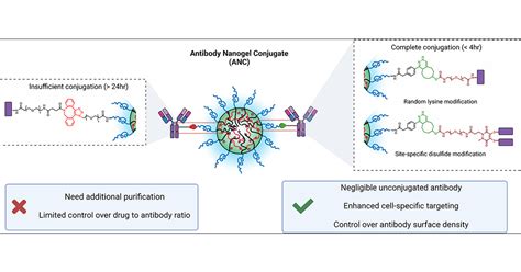 Optimizing Conjugation Chemistry Antibody Conjugation Site And Surface Density In Antibody