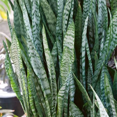 Mother In Laws Tongue Zeylanica