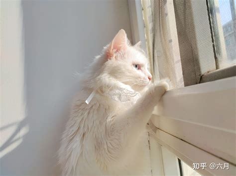 想养临清狮子猫或者黑色英短千岁岁那种 知乎