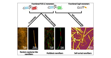 Diverse Supramolecular Nanofiber Networks Assembled By Functional Low Complexity Domains Acs Nano