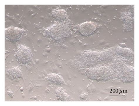 Generation Of Mouse Chimeras With Ipscs Ips Cells Were Cultured On Day Download Scientific