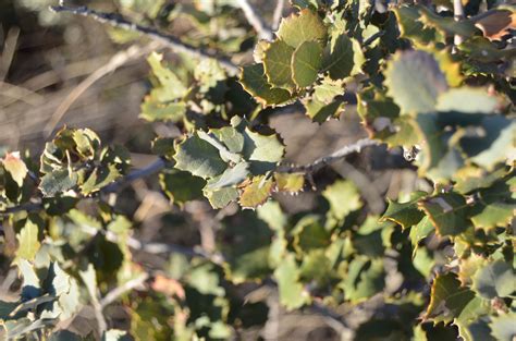 Hojas De Carrasca Arboles Planta